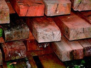 Sourcing timber in Uganda: King of the jungle | Features | Building