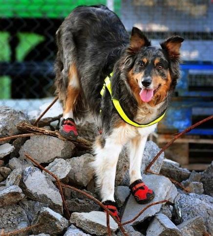 Top dog: Canine squad to rescue people from collapsed buildings | News ...