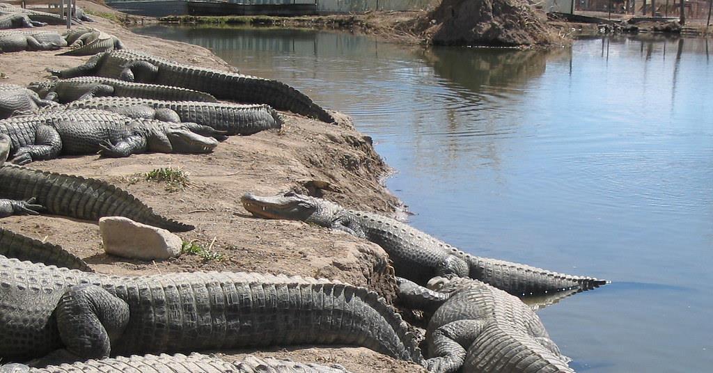 Architects look to snap up chance to design London’s first alligator ...