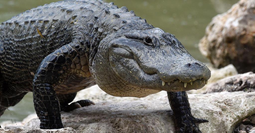 Architects look to snap up chance to design London’s first alligator ...