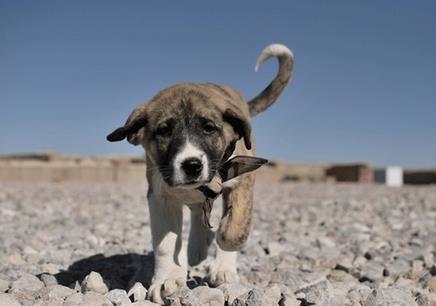 Afghan charity challenges students to build dog shelter | News | Building