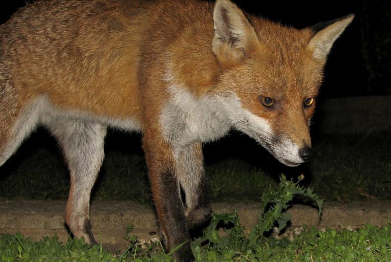 High-flying fox found in Shard | News | Building