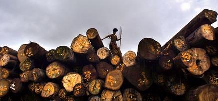 ‘Plundered with impunity’ - illegal timber in UK construction | News ...