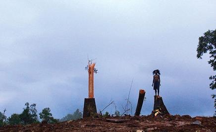 ‘Plundered with impunity’ - illegal timber in UK construction | News ...