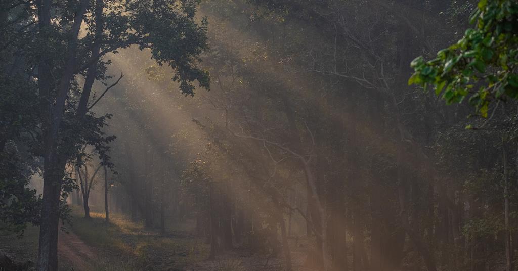 BE@COP26: shining a spotlight on low-carbon timber construction ...