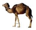 First camel cloned in Dubai | News | Building