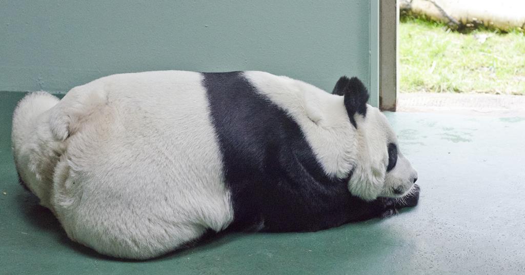 Upset pandas see Interserve ditch the high-vis at Edinburgh zoo | News ...