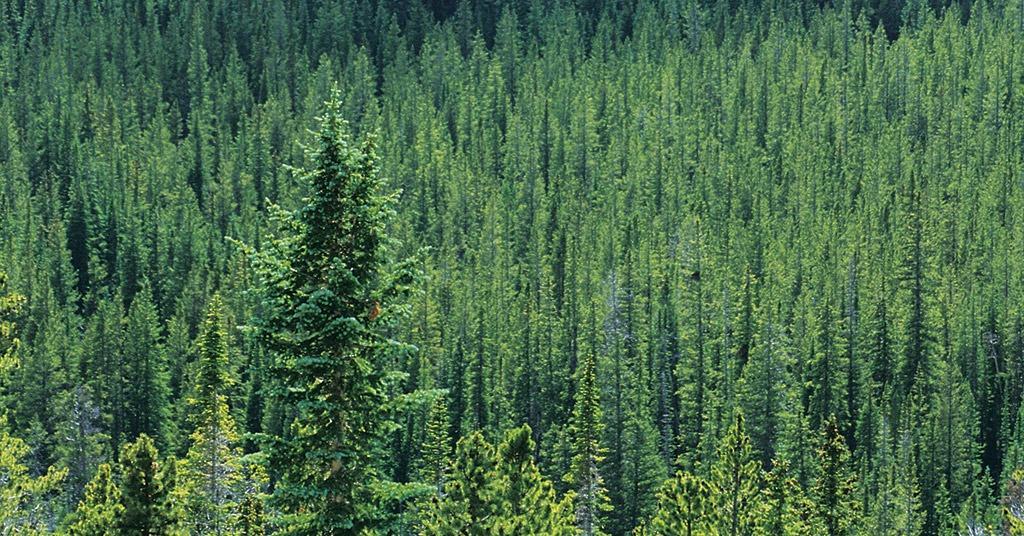 The timber trail | Features | Building