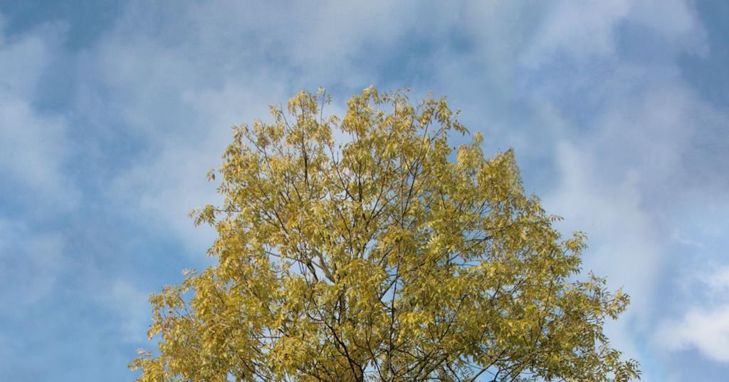 ODA selects giant trees for Olympic Park | News | Building